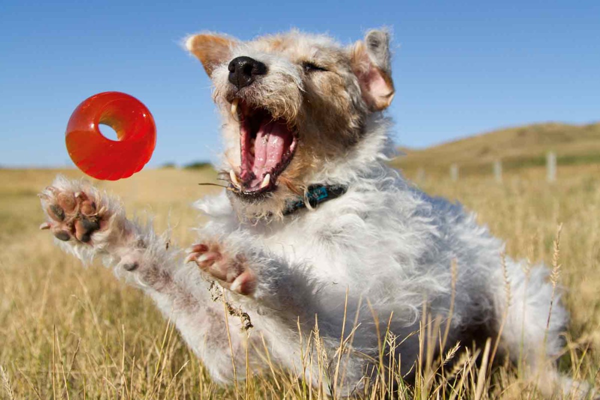 8 her, kterými rozveselíte a vycvičíte svého psa | HORNBACH.cz