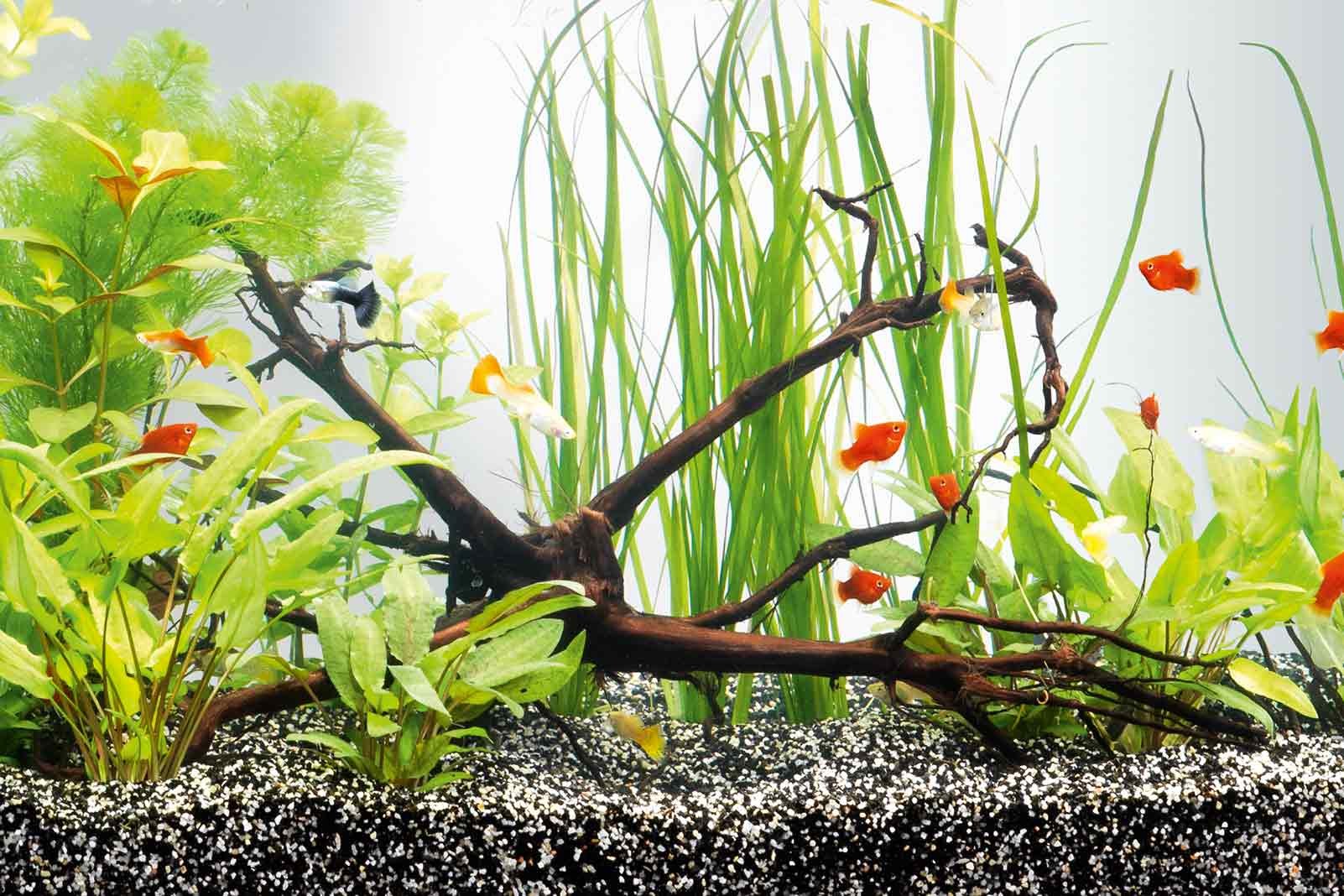 5 nejoblíbenějších akvarijních ryb, které si zamilujete na první pohled ...