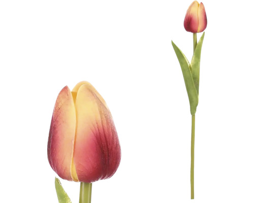 tulipány koupit v HORNBACHu